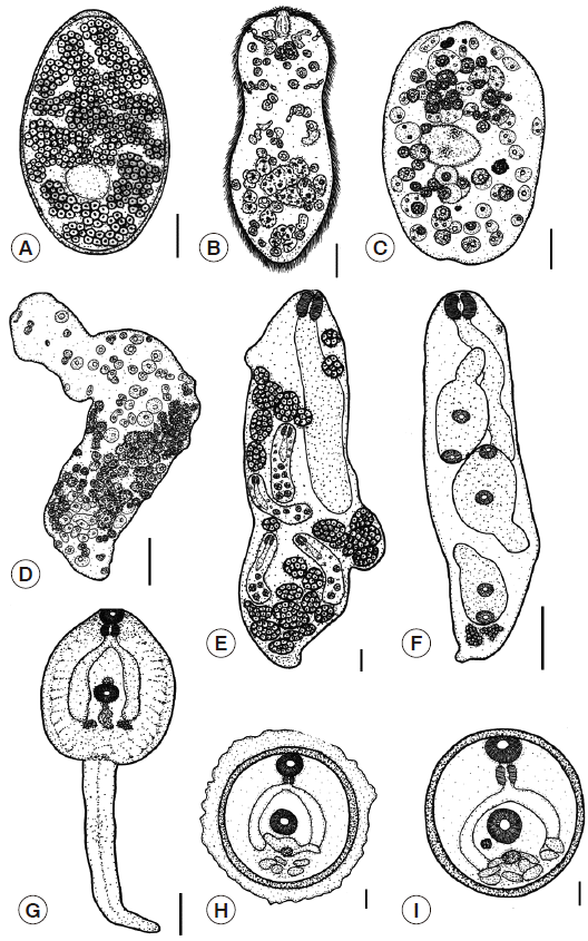 Fasciola Hepatica Cercaria
