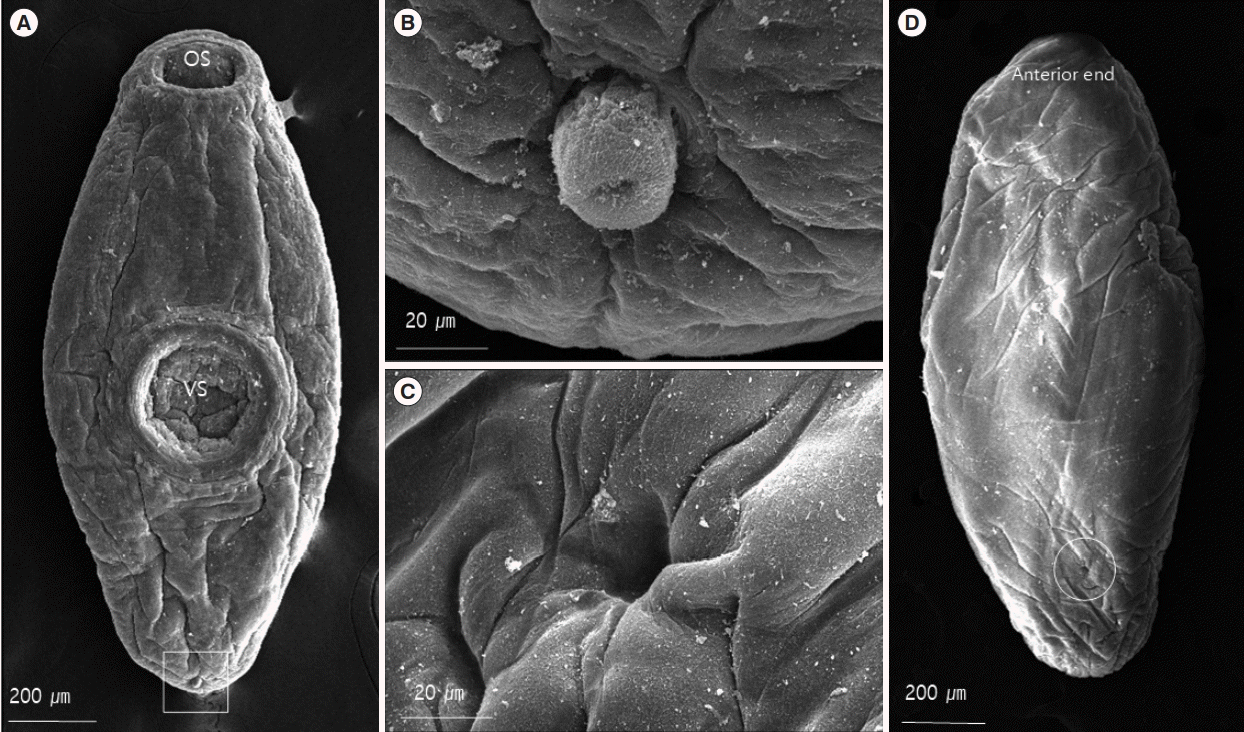 Leucochloridium Paradoxum Microscope