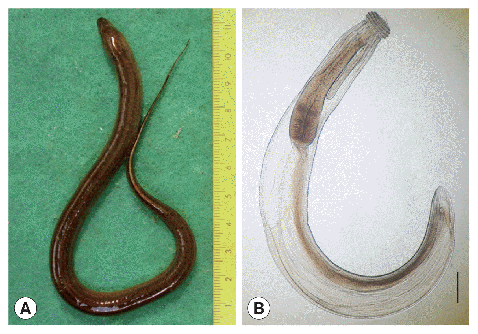 :: Parasites, Hosts and Diseases